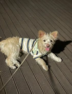 Dobby | Twice Wiki | Fandom