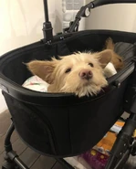 Dobby | Twice Wiki | Fandom