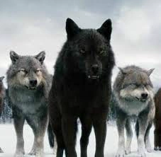 Shaigiya Pack | The Twilight Fanon Wiki | Fandom