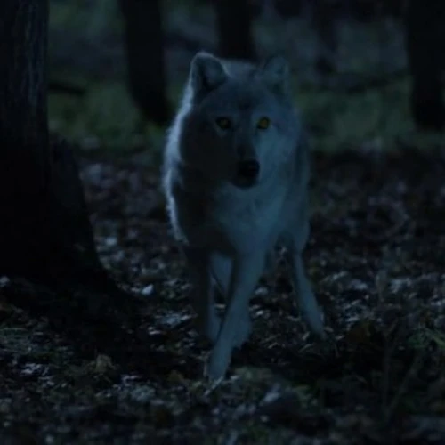 White Werewolf Twilight