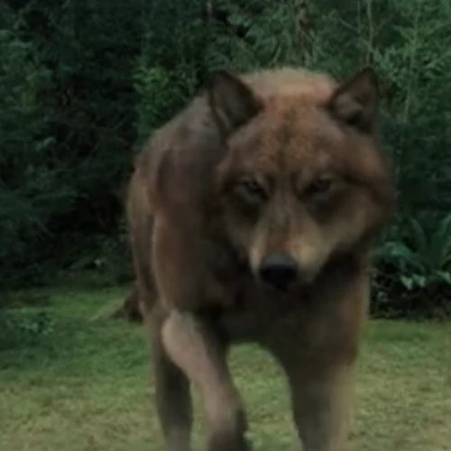 Twilight Wolf Pack Names And Colors