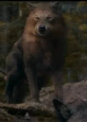 Quil Ateara V Wolf Form