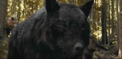 Sam Uley Wolf Form