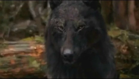 Twilight Werewolves In Wolf Form