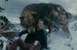 Twilight Seth Wolf
