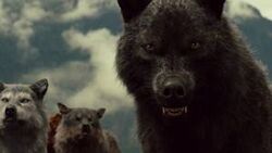 Sam Uley | Twilight Saga Wiki | Fandom