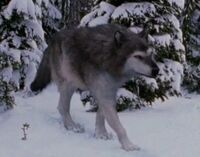 Gallery:Embry Call | Twilight Saga Wiki | Fandom