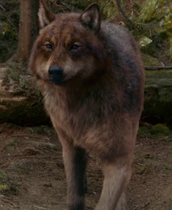 Jacob Wolf And Renesmee