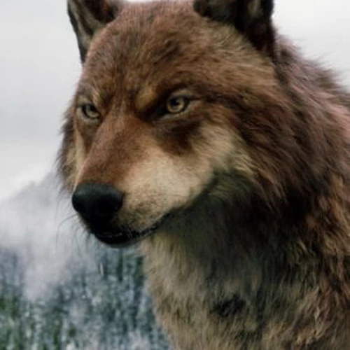 Werewolf Twilight Seth