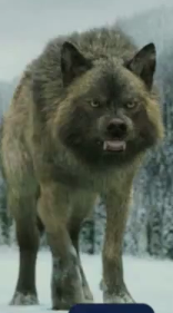 Collin Littlesea | Wiki Twilight | Fandom