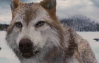 Gallery:Leah Clearwater | Twilight Saga Wiki | Fandom