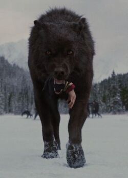 Werewolf Twilight Sam