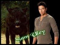 Gallery:Uley pack | Twilight Saga Wiki | Fandom