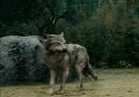 Gallery:Leah Clearwater | Twilight Saga Wiki | Fandom