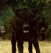 Gallery:Sam Uley | Twilight Saga Wiki | Fandom