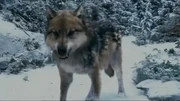 Gallery:Seth Clearwater | Twilight Saga Wiki | Fandom