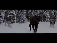 Gallery:Uley pack | Twilight Saga Wiki | Fandom