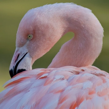 Flamingo Girl Peaches | Twin Beaks (Mapo) Wiki | Fandom