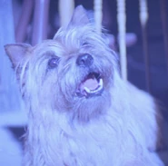 Mr. Thornton | Twister Wiki | Fandom