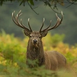 Mihnea | Crungle Wiki | Fandom