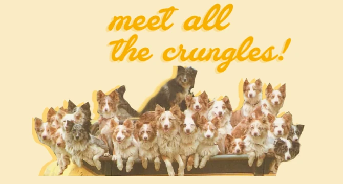 Crungle Wiki | Fandom