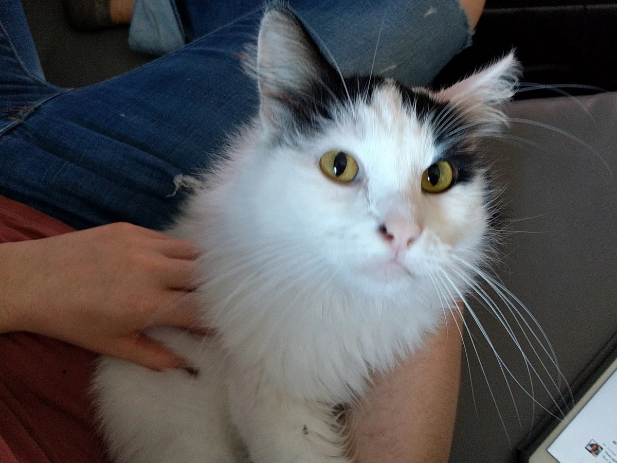 Elmo | Zaibatsupedia | Fandom