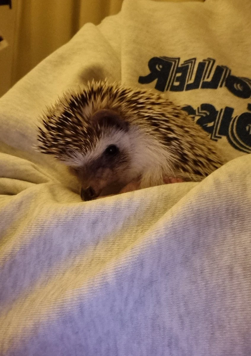 Odi | TXT Wiki | Fandom