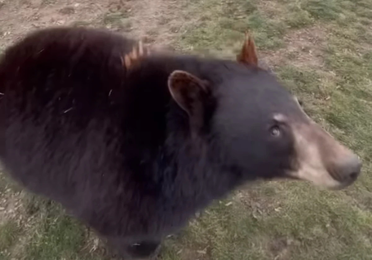 Gambit | Ty Among Animals Wiki | Fandom