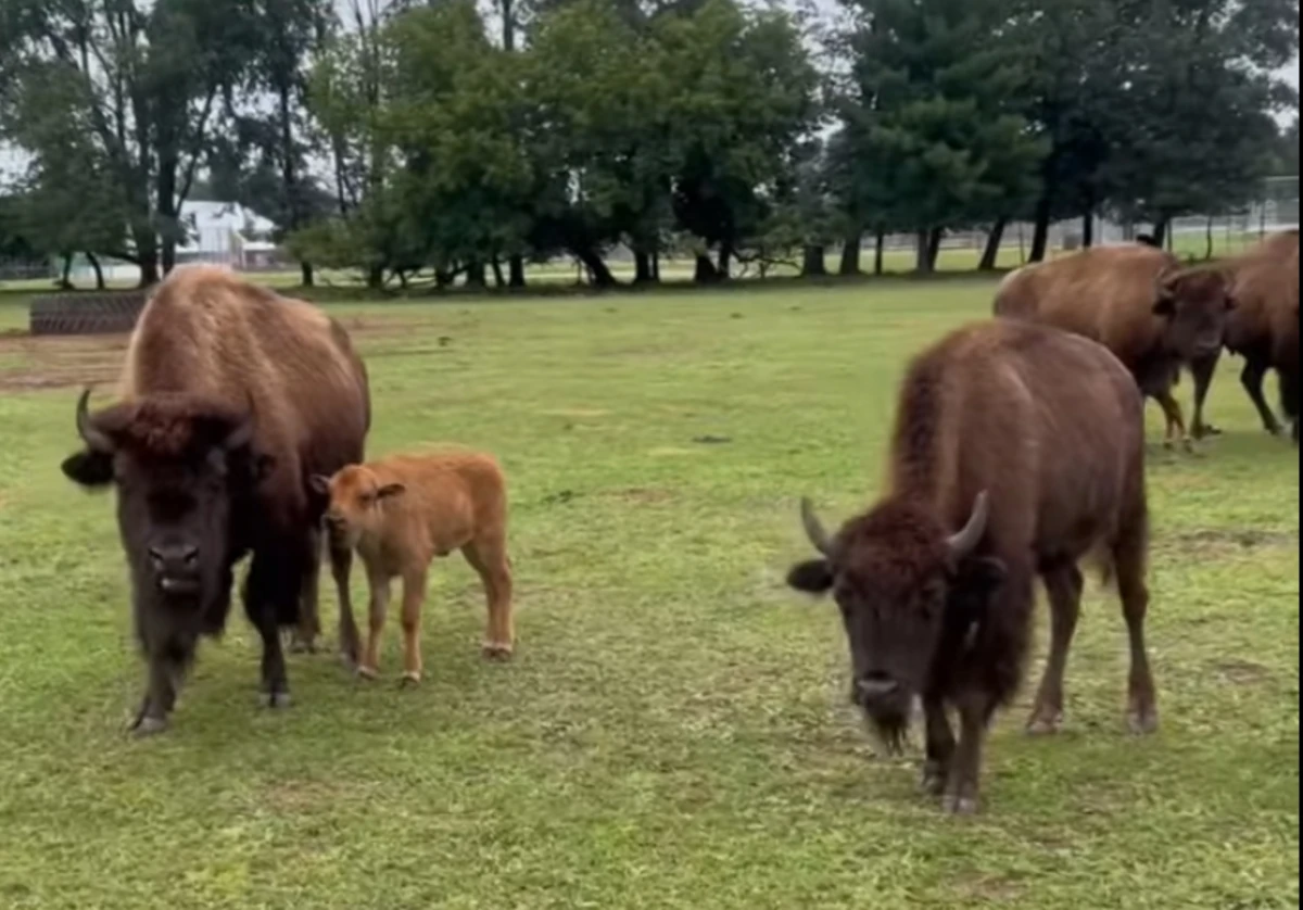 Bison Herd | Ty Among Animals Wiki | Fandom