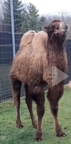 Ninja | Ty Among Animals Wiki | Fandom