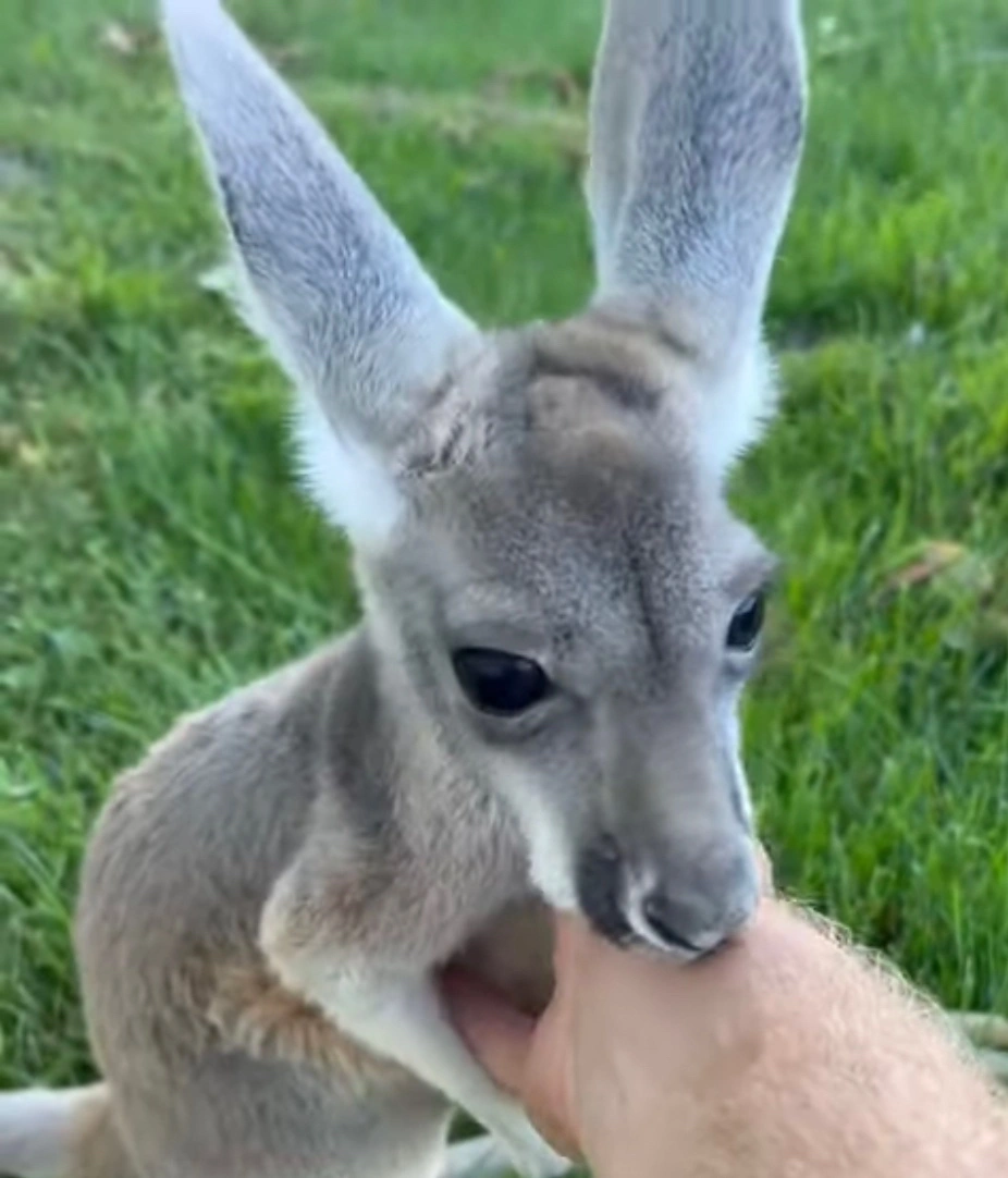 Sheila | Ty Among Animals Wiki | Fandom