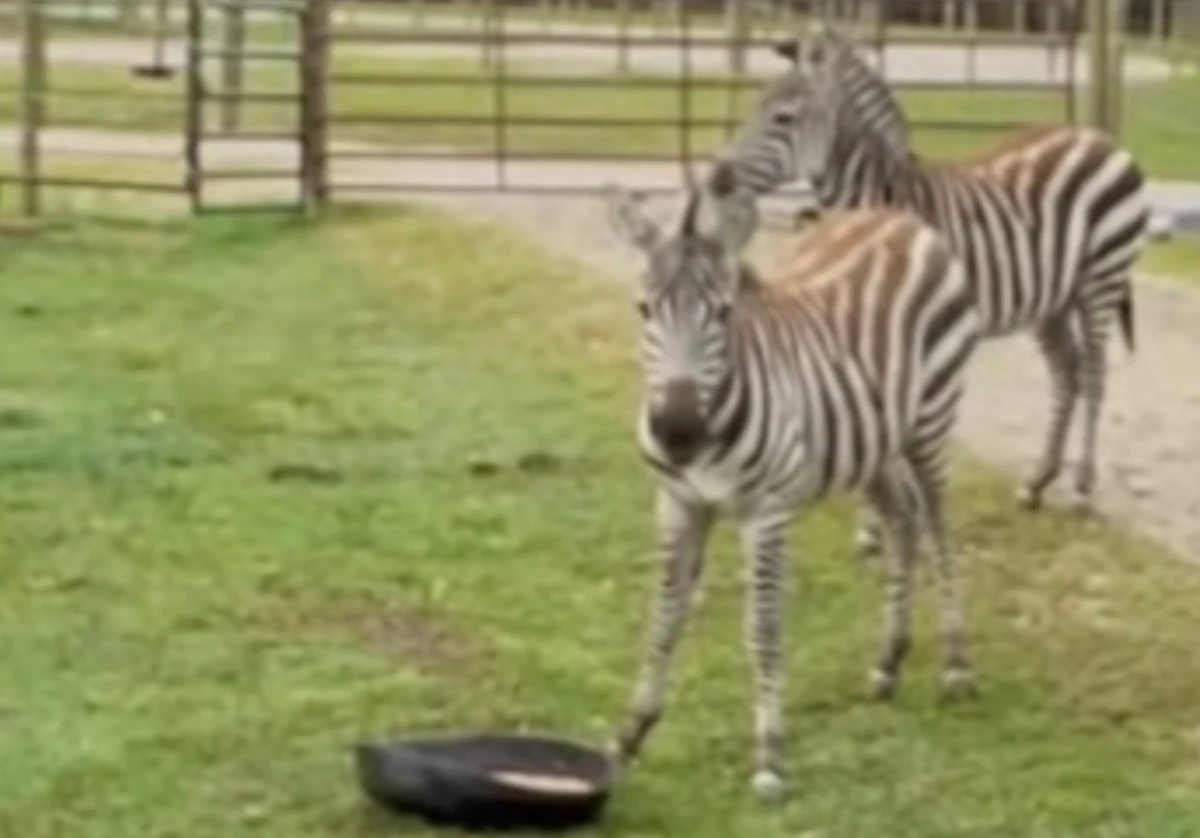 Zebras | Ty Among Animals Wiki | Fandom