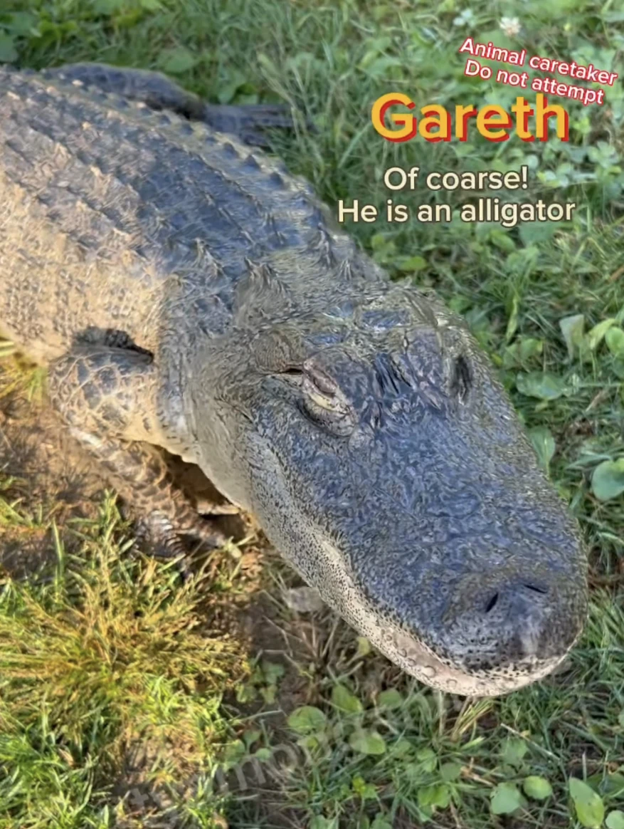 Gareth | Ty Among Animals Wiki | Fandom