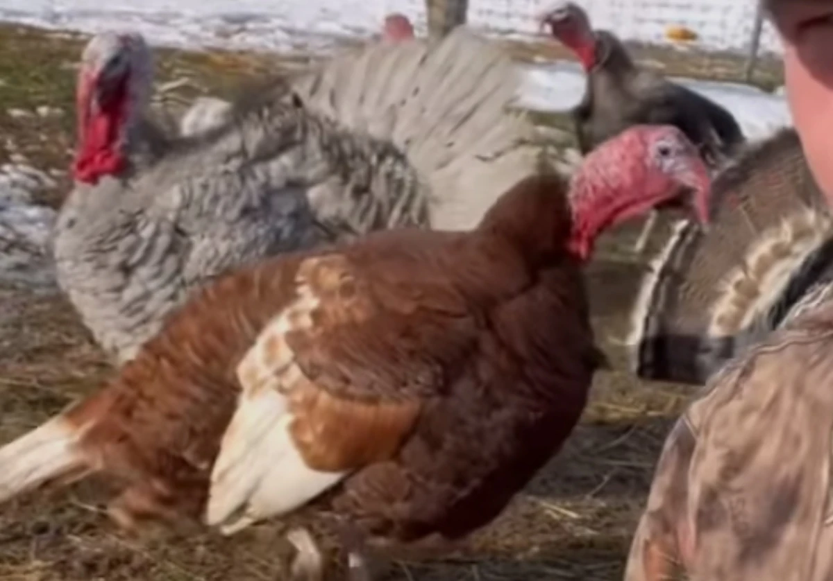 Turkeys | Ty Among Animals Wiki | Fandom