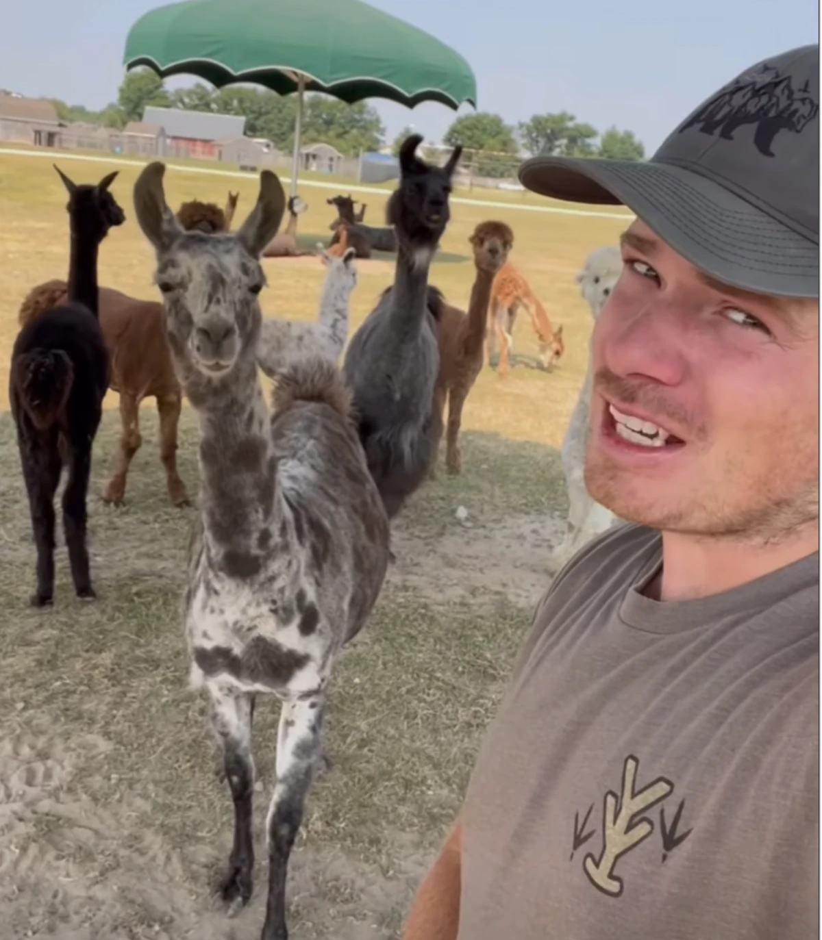 Llama and Alpaca herd | Ty Among Animals Wiki | Fandom