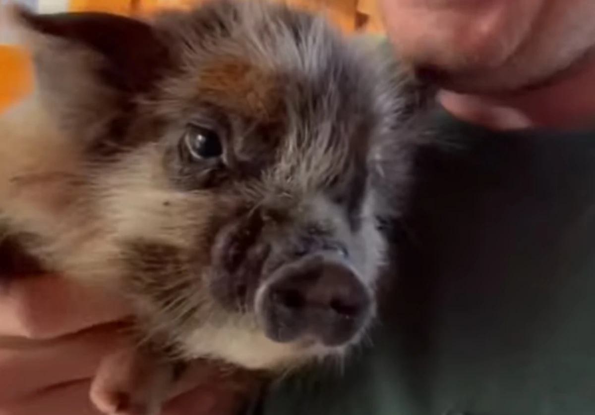 Baby Pig | Ty Among Animals Wiki | Fandom