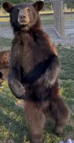 Rogue | Ty Among Animals Wiki | Fandom