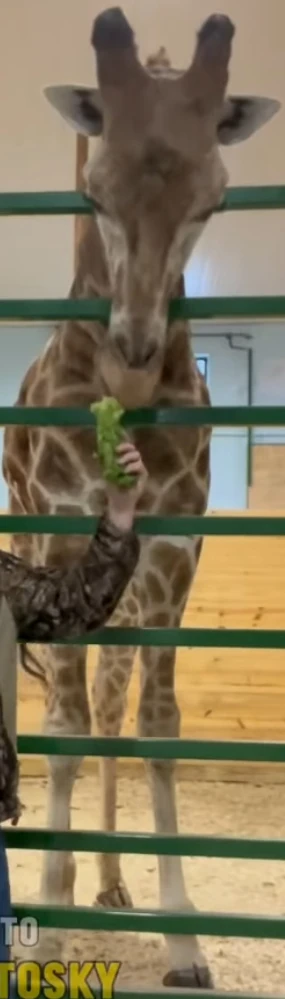 Tosky | Ty Among Animals Wiki | Fandom