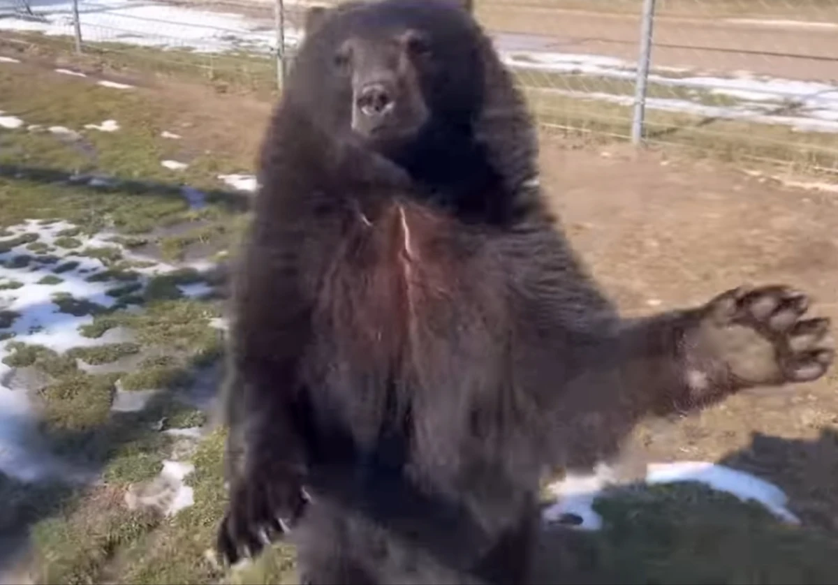 Storm | Ty Among Animals Wiki | Fandom