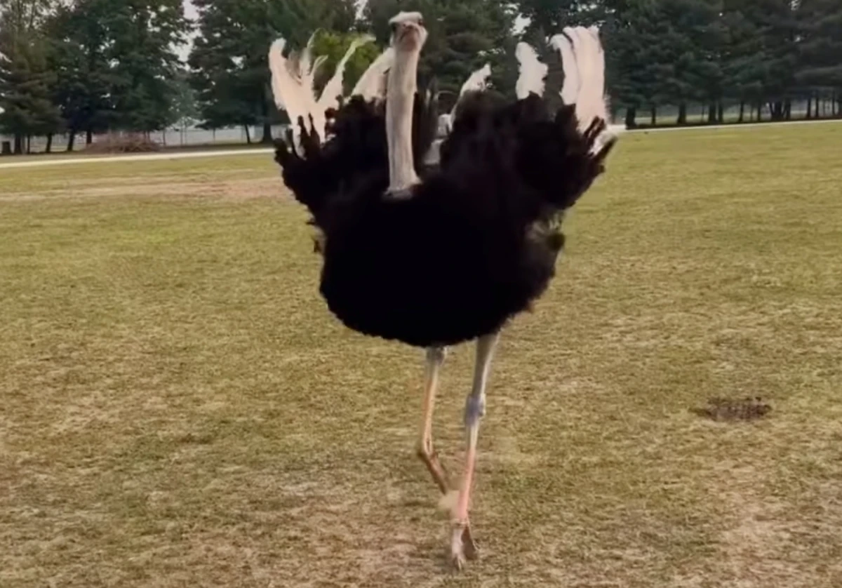 Jimmy | Ty Among Animals Wiki | Fandom