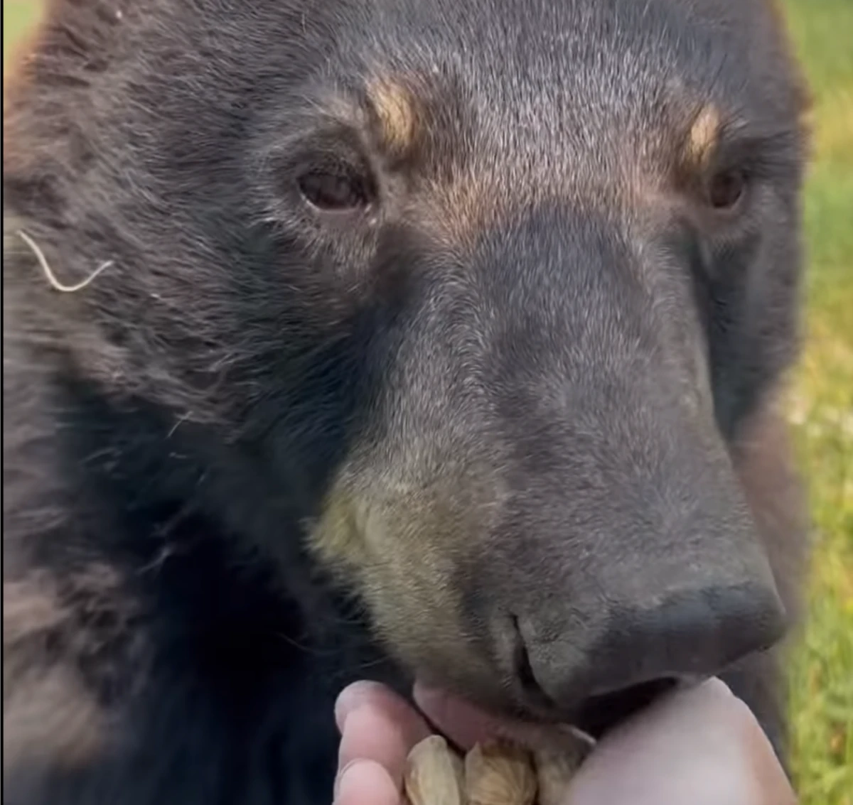 Honey | Ty Among Animals Wiki | Fandom