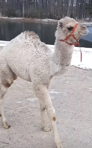 Chloe | Ty Among Animals Wiki | Fandom