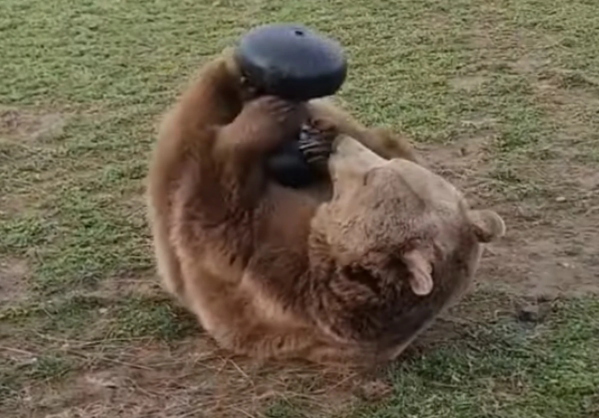 Scooby | Ty Among Animals Wiki | Fandom