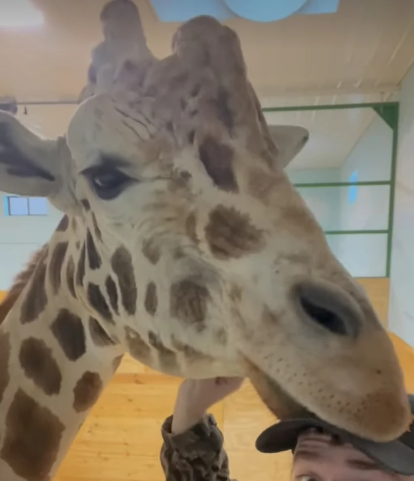 Puzzles | Ty Among Animals Wiki | Fandom