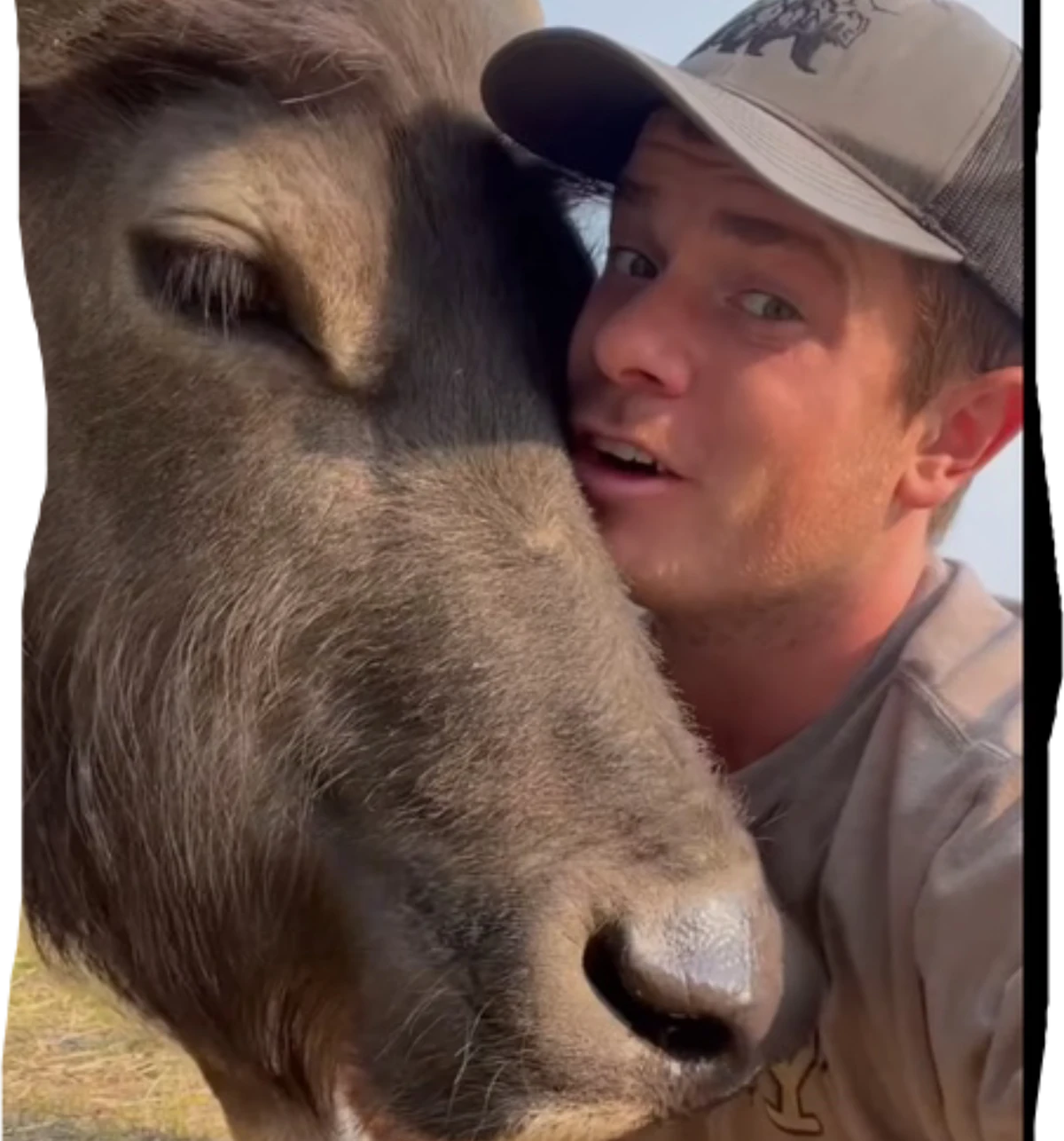 Unnamed Water Buffalo | Ty Among Animals Wiki | Fandom