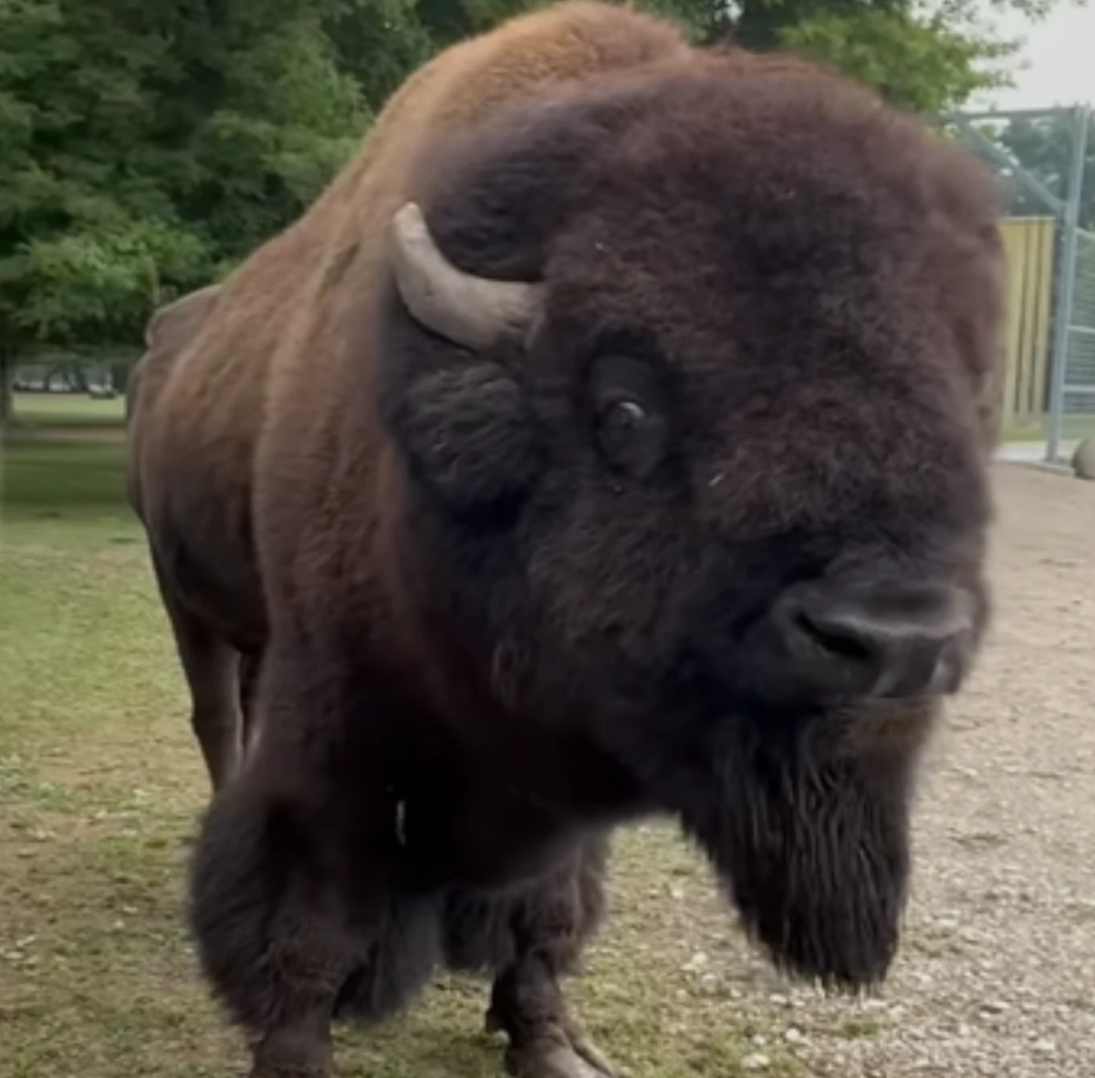 Big John | Ty Among Animals Wiki | Fandom