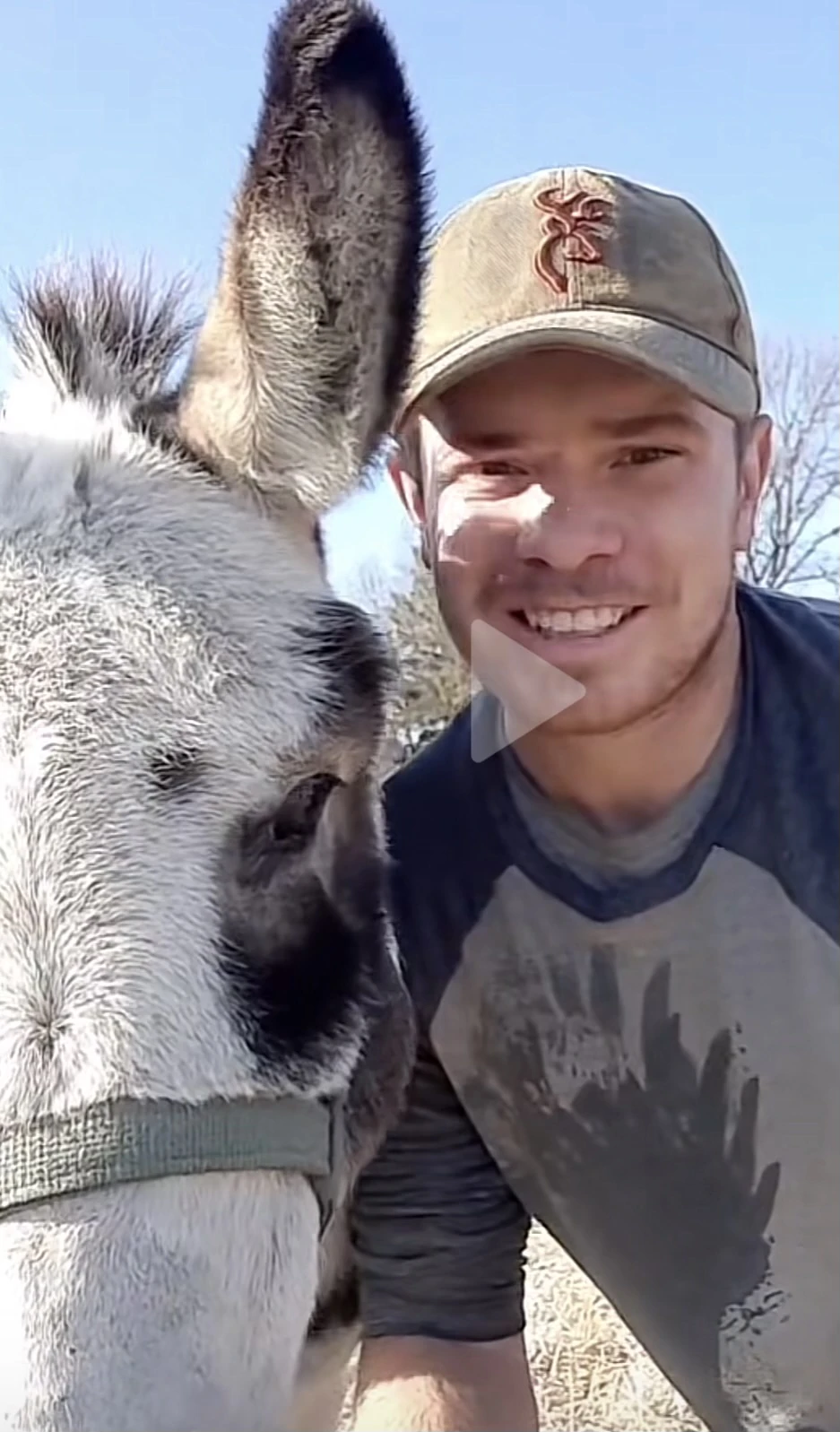 Donkeys | Ty Among Animals Wiki | Fandom