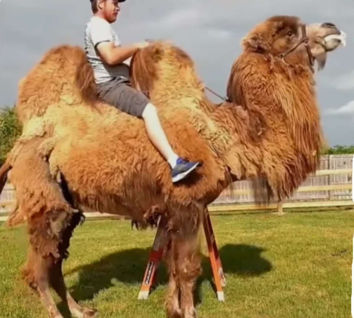 Sandman | Ty Among Animals Wiki | Fandom