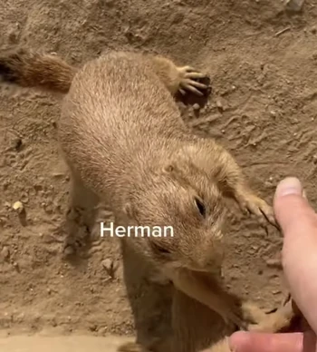 Herman | Ty Among Animals Wiki | Fandom