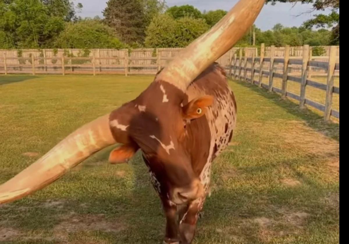 Hauss | Ty Among Animals Wiki | Fandom